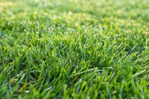 6 Types Of Golf Course Grasses (Differences, Color, Appearance)